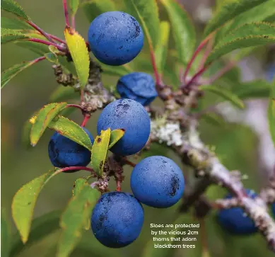 Life in the sloe lane - PressReader