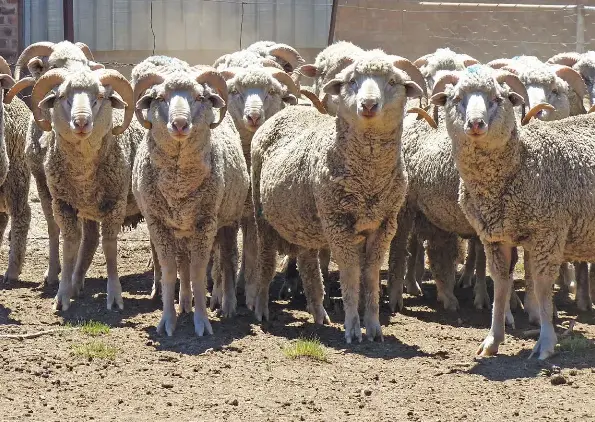 SA’S LIVE SHEEP EXPORTS BY SEA: THE STORM RAGES ON - PressReader