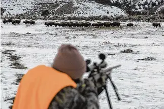 Mass Yellowston­e bison hunt kills more than 1,000 - PressReader