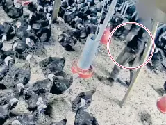 Supplier of Harrods’ £170 turkeys ‘mistreated’ birds - PressReader