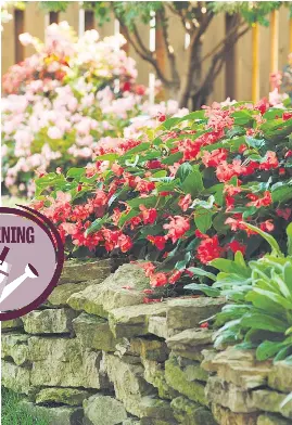 Begonias can be belle of the ball - PressReader