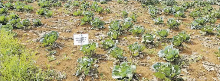 St Ann farmers reeling from drought - PressReader
