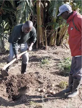 Produção de batata-rena envolve famílias inteiras - PressReader