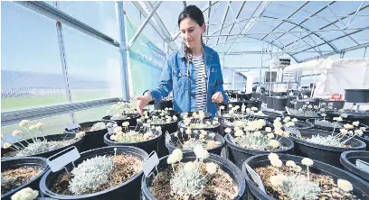 Rare flower or power? - PressReader