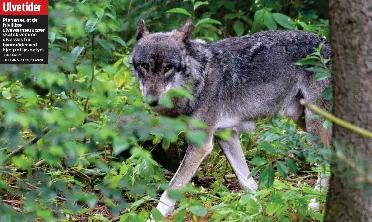 TIL KAMP MOD ULVENE - PressReader