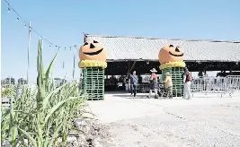 Fall fun awaits with corn mazes, pumpkins, activities at Modesto-area ...