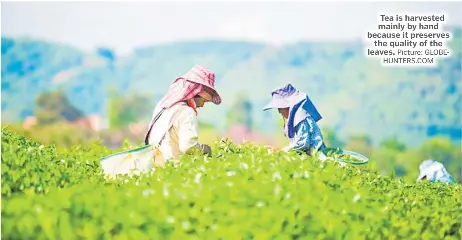 How is tea grown - PressReader