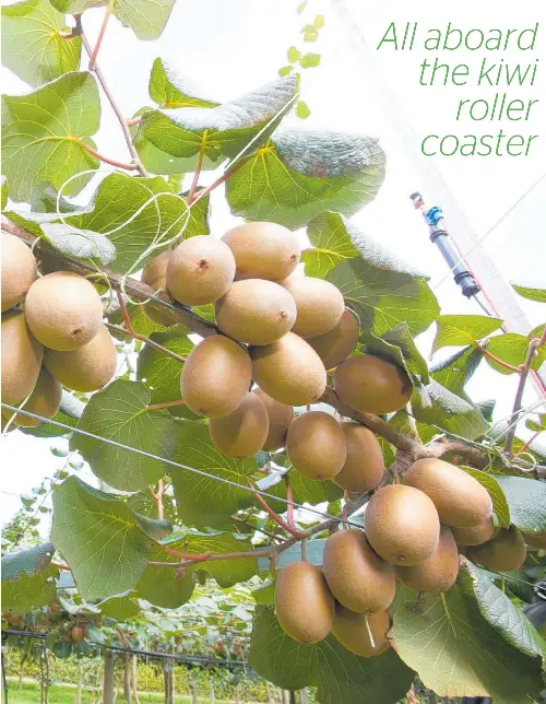 All aboard the kiwi roller coaster - PressReader