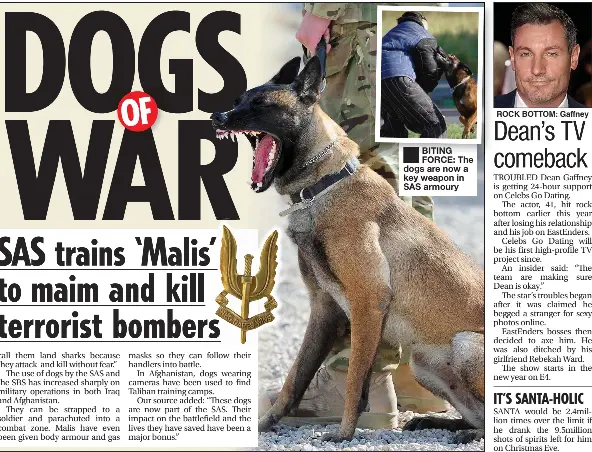 DOGS WAR SAS trains ‘Malis’ to maim and kill terrorist bombers ...
