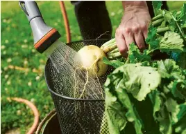 Simple money-saving and sustainabl­e hacks for gardeners - PressReader