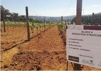 Nuwe proefwinge­rd plaas Maties aan die voorpunt - PressReader