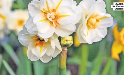 Bulb blowout - PressReader