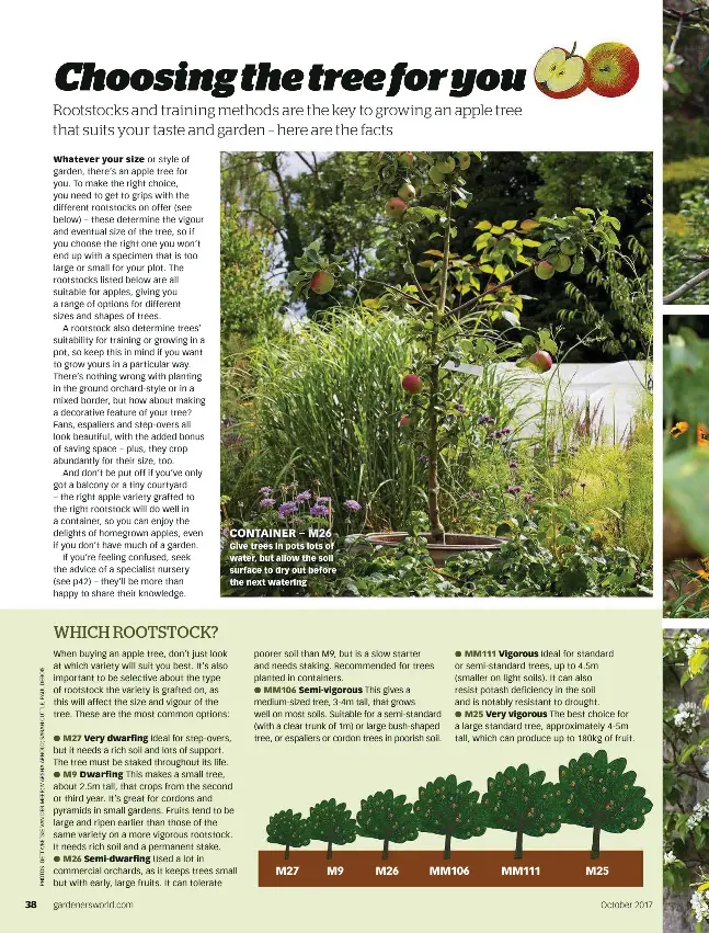 Choosing the tree for you - PressReader