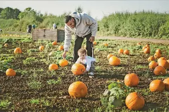 Pick perfect pumpkin at new ‘village’ - PressReader