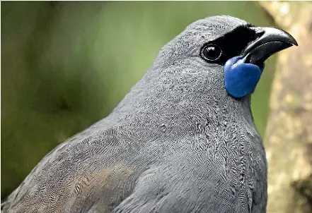 Record number of kōkako pairs - PressReader