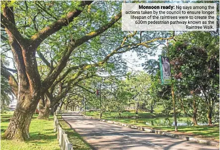 Rain threat to raintrees - PressReader