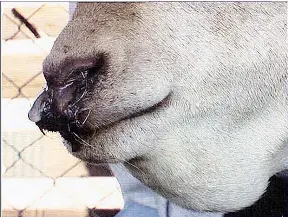 Nasal bots in goats, sheep - PressReader