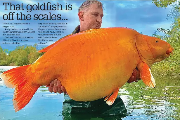 That goldfish is off the scales... - PressReader