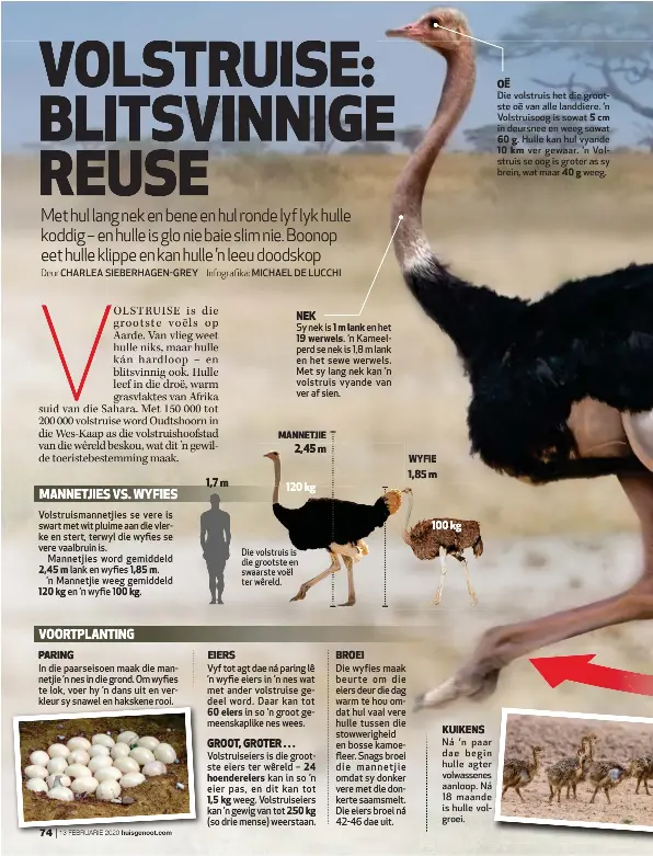 Volstruise: Alles oor dié blitsige reuse - PressReader