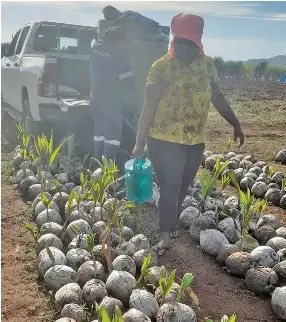 Reviving Fiji’s coconut industry - PressReader