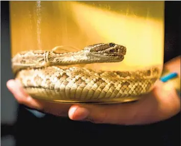 Doctor might have a snakebite remedy - PressReader