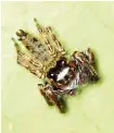 Western Ghats is home to new jumping spider species - PressReader