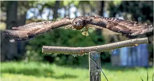 Injured raptors need specialist care - PressReader