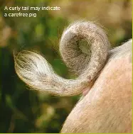 PressReader - How It Works: 2017-11-02 - Pigs’ tails