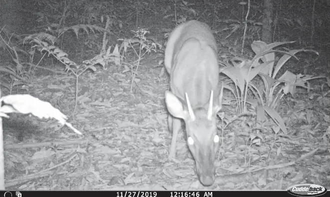 La vida silvestre en Veracruz - PressReader