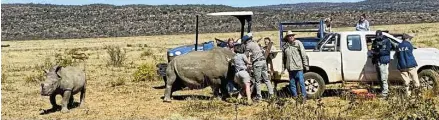 Rhino horns go nuclear - PressReader