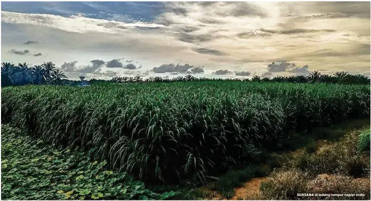 RUMPUT NAPIER BAKA INDIA MENGUNTUNG­KAN - PressReader