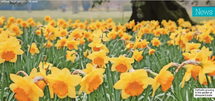 Daft about daffs? - PressReader