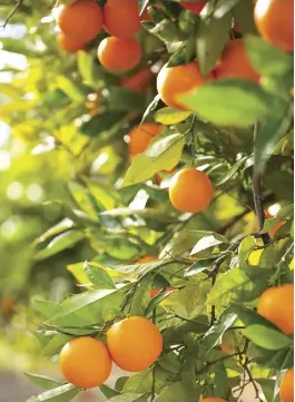 Summer all stars - PressReader