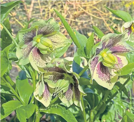 With Easter holidays on the horizon and Beechgrove back on TV, gardening season is here ...