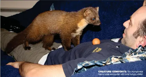 We’re potty about pine martens! - PressReader