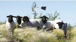Nooitgedac­ht se wenresep vir volhoubare skaapboerd­ery - PressReader