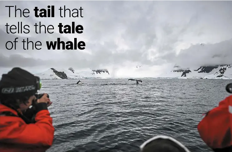 The tail that tells the tale of the whale - PressReader