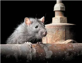 Here’s why rats are New York’s latest tourist attraction - PressReader