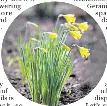 Should I plant daffodil bulbs now? - PressReader