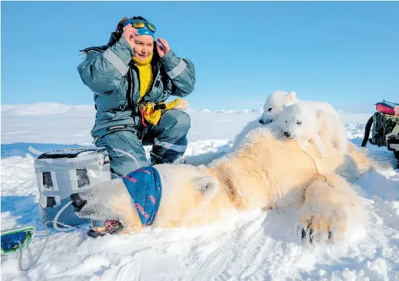 Bear essentials Polar bears endure change on melting frontlines ...