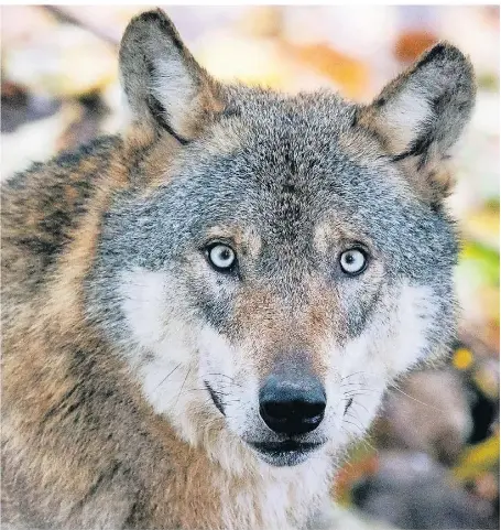 Jetzt wird der Wolf zum Politikum - PressReader