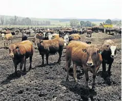 Karan beef ad canned - PressReader