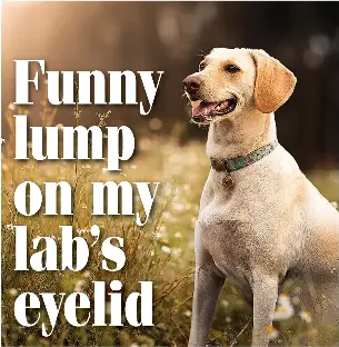 Funny lump on my lab’s eyelid - PressReader