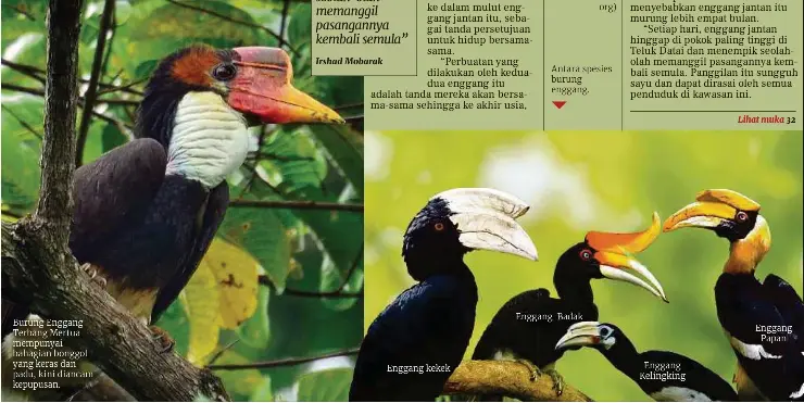 Burung enggang diancam kepupusan - PressReader