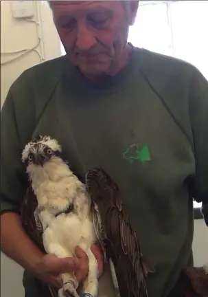 Tweed Valley Osprey Project - PressReader