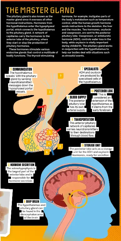 THE MASTER GLAND - PressReader