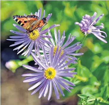 It’s definitely daisy time - PressReader