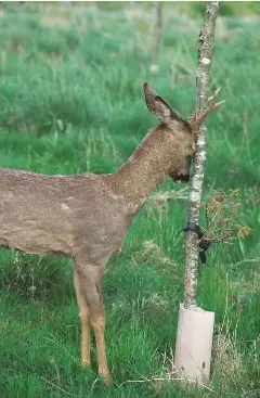 Fraying by deer - PressReader