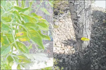 Understand­ing 2 main types of plant disease - PressReader