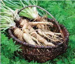 Eat roots, shoots and petals - PressReader